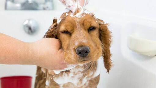 When can a puppy take a bath store